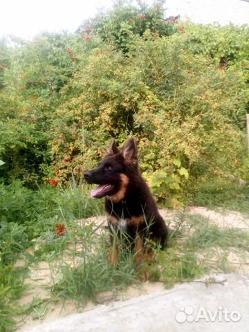 Щенки немецкой овчарки,лохмачи