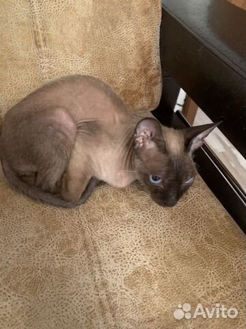 Брашевый сфинкс