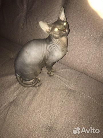 Канадский сфинкс