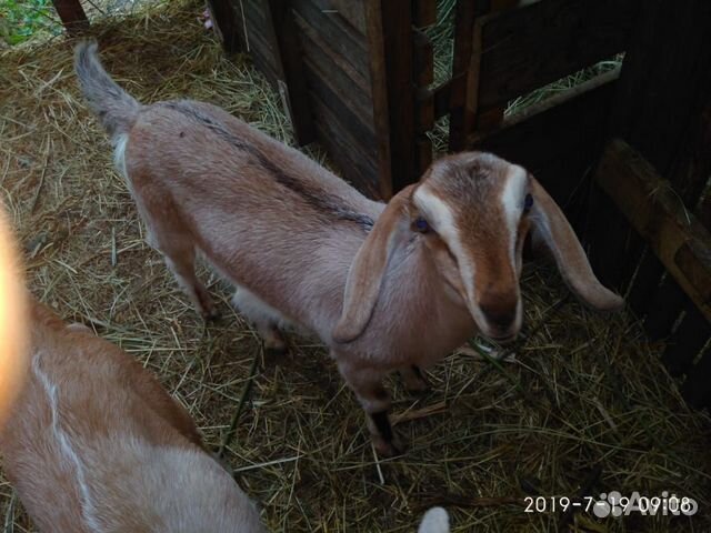 Коза нубийская