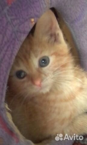 Продам котенка