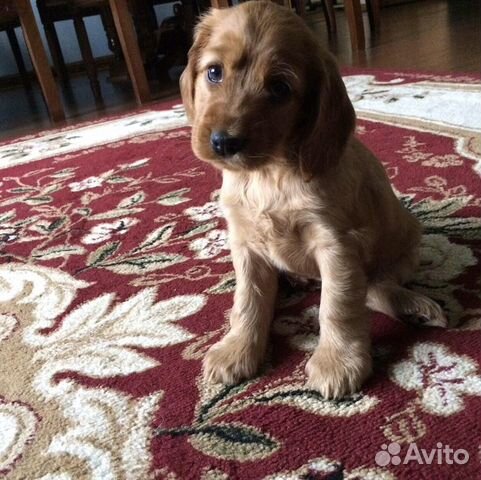 Продаю щенят порода английский кокер спаниель