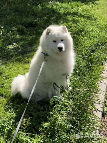 Самоед для вязки