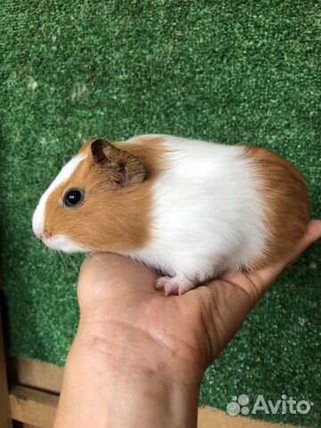 Морские свинки