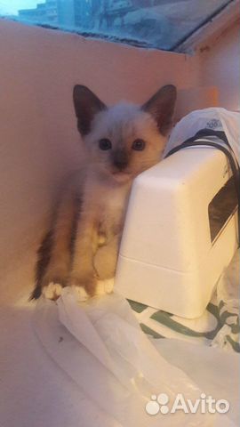 Тайские котята