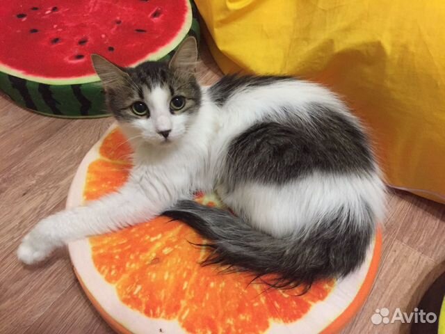 Кошечка Фиона ищет дом