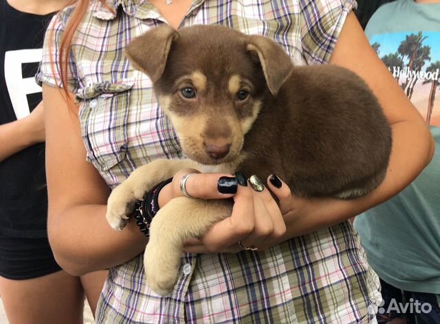 Отдам в добрые руки щенка (девочка, милашка)