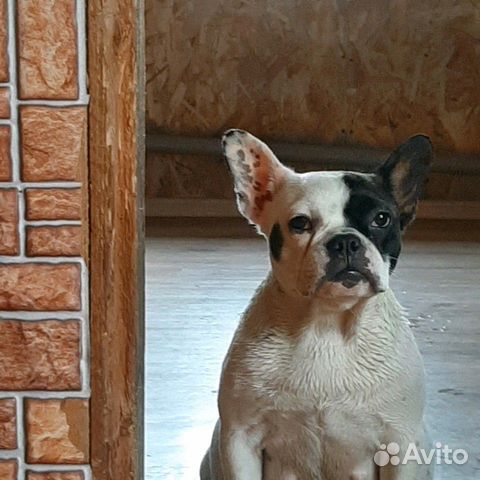 Щенок француз