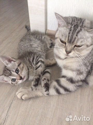 Котята