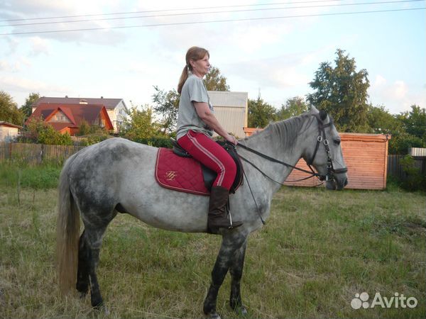 Мерин 11 лет