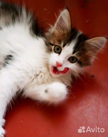 Котёнок трехцветный (мальчик)