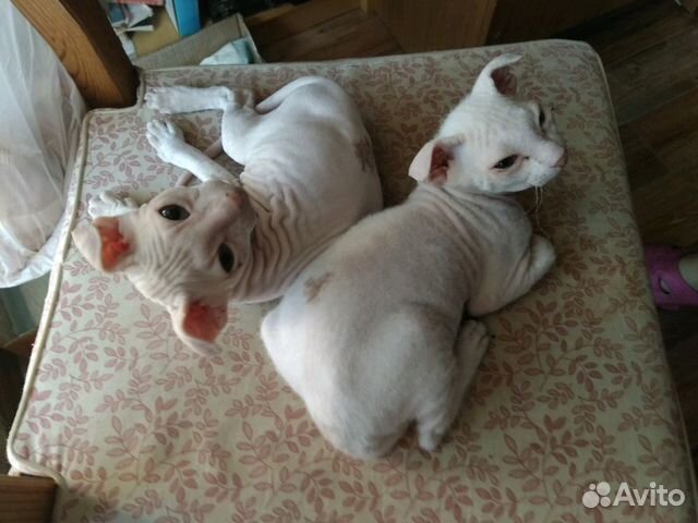 Котята Украинский левкой