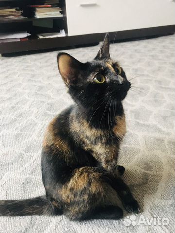 Кошки в добрые руки