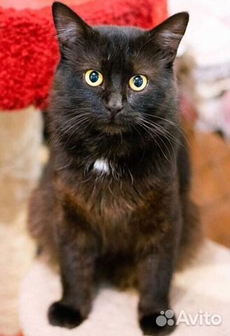 Кот в хорошие руки