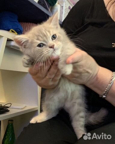 Шотландский котенок