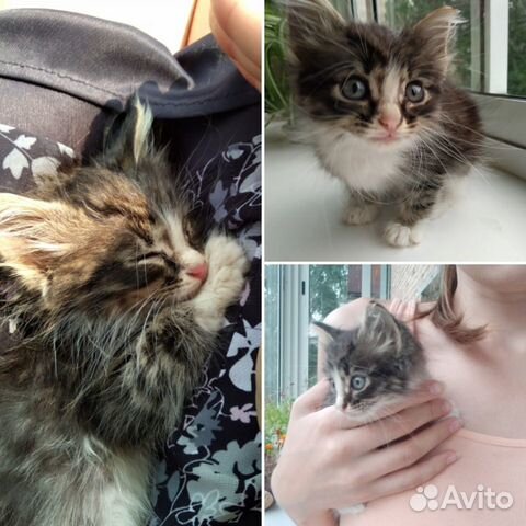 Отдадим найденного котенка (девочка 1 месяц)