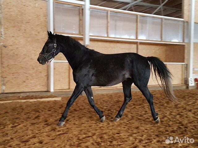 Мерин, целый, молодой