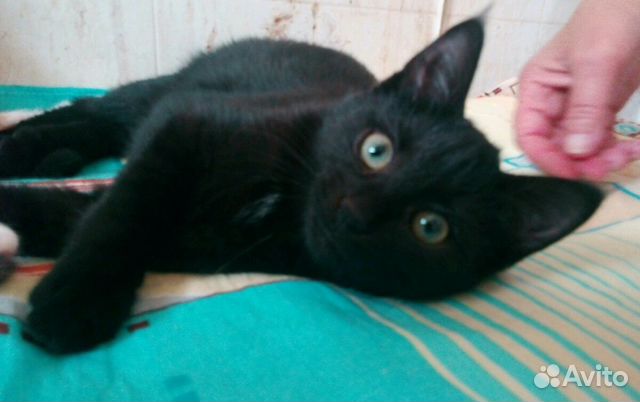 Котенок
