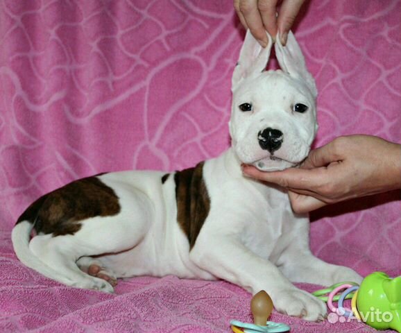 Породный мальчишка аст (документы РКФ)