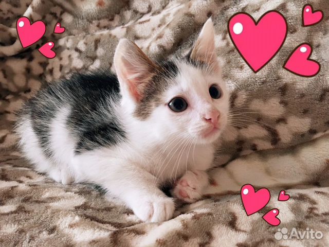 Котенок 8 недель