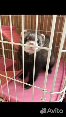 Хорёк мальчик 4 мес