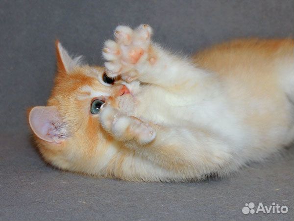 Pepper - огненный малыш