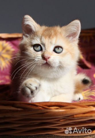 Золотой британский котик