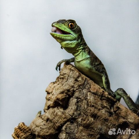 Василиск шлемоносный