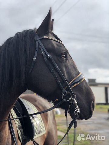 Мерин кабардино-фриз 9 лет