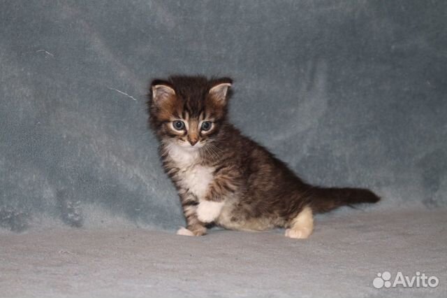 Котенок ищет дом