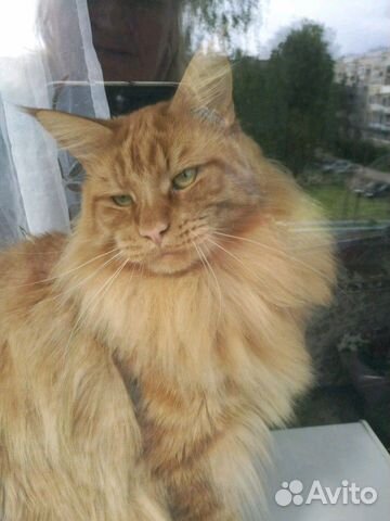 Продаются котятки порода мейн кун. Папа и мама от