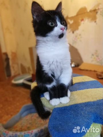 Котенок Девочка Тася 2,5 мес в добрые руки