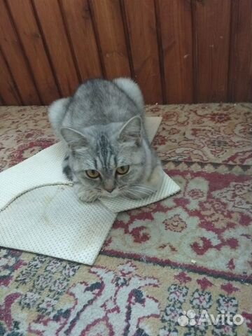 Продам британку