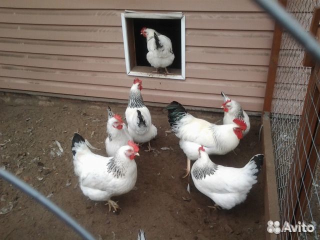 Семейка 3+1 адлерских