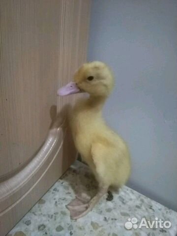Утята черри велли