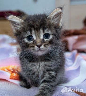 Лапушка Марта ищет дом