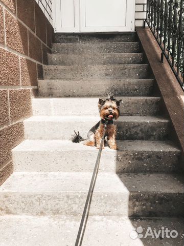 Вязка йоркширский терьер