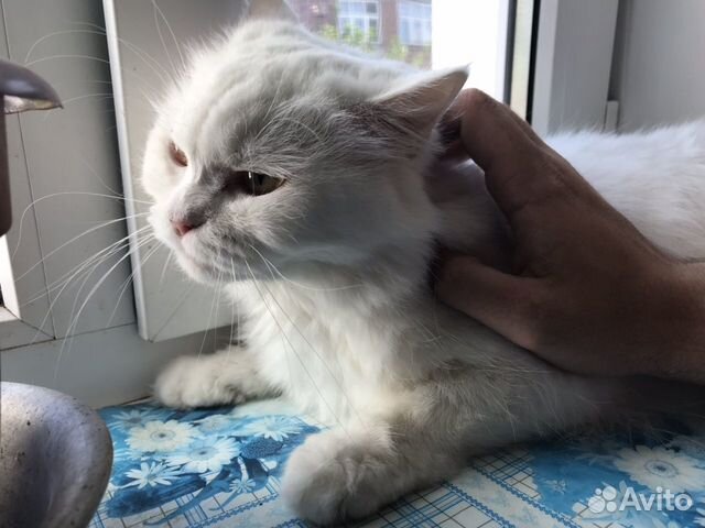 Британская белая кошка