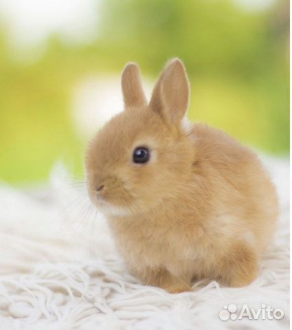 Декоративный кролик