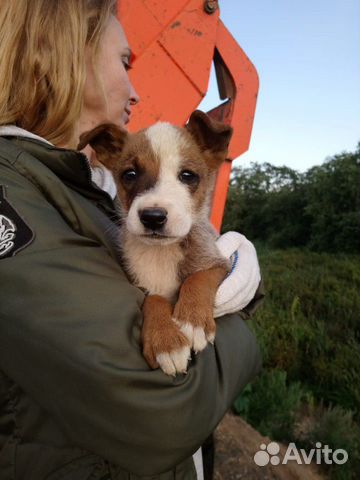 Очаровательный малыш ищет дом