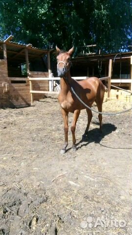 Продам жеребчика арабской и матку Чк английской по