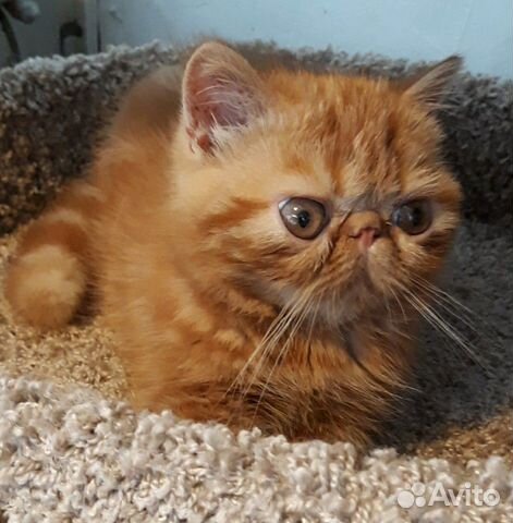 Котик Экзот