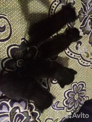 Чёрные котики