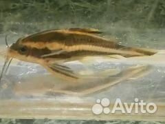 Продам или обменяю сомиков