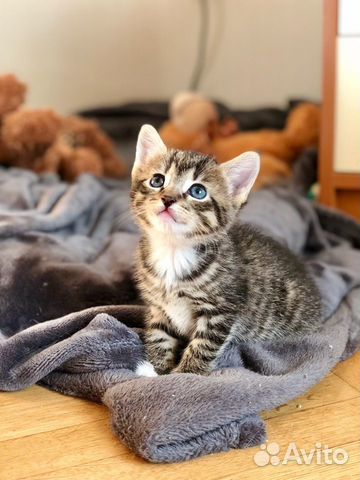 Котенок-мурлыка Мурчик