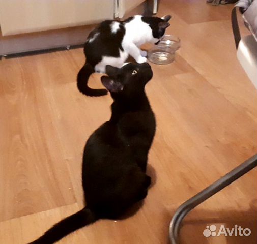 Котенок редкой грации