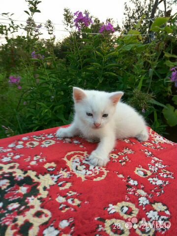 Котенок мальчик, возраст пару месяцев