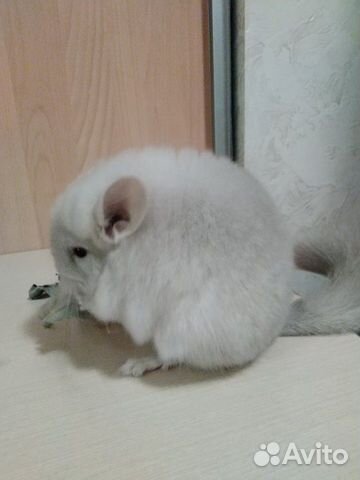Шиншиллы К П А