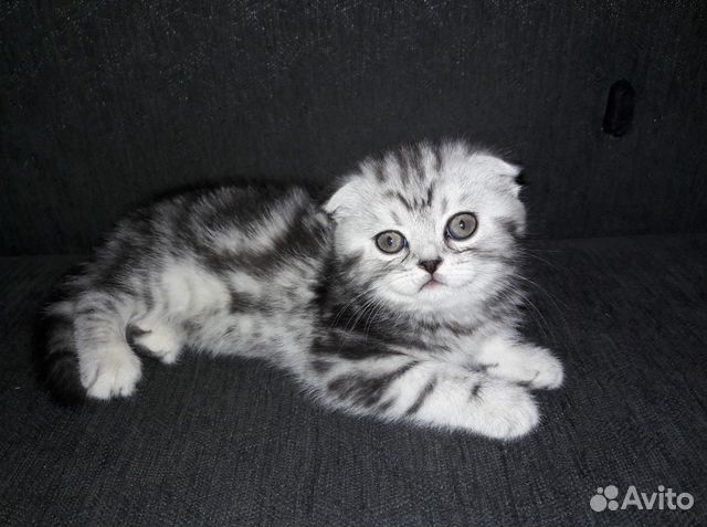 Котенок серебристо-черный мрамор Кристофер