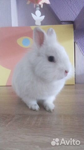 Кролик жених